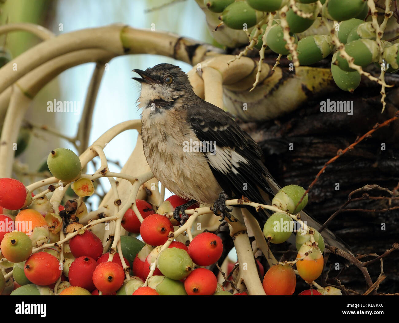 Small bird on a palm tree after rain Stock Photo - Alamy