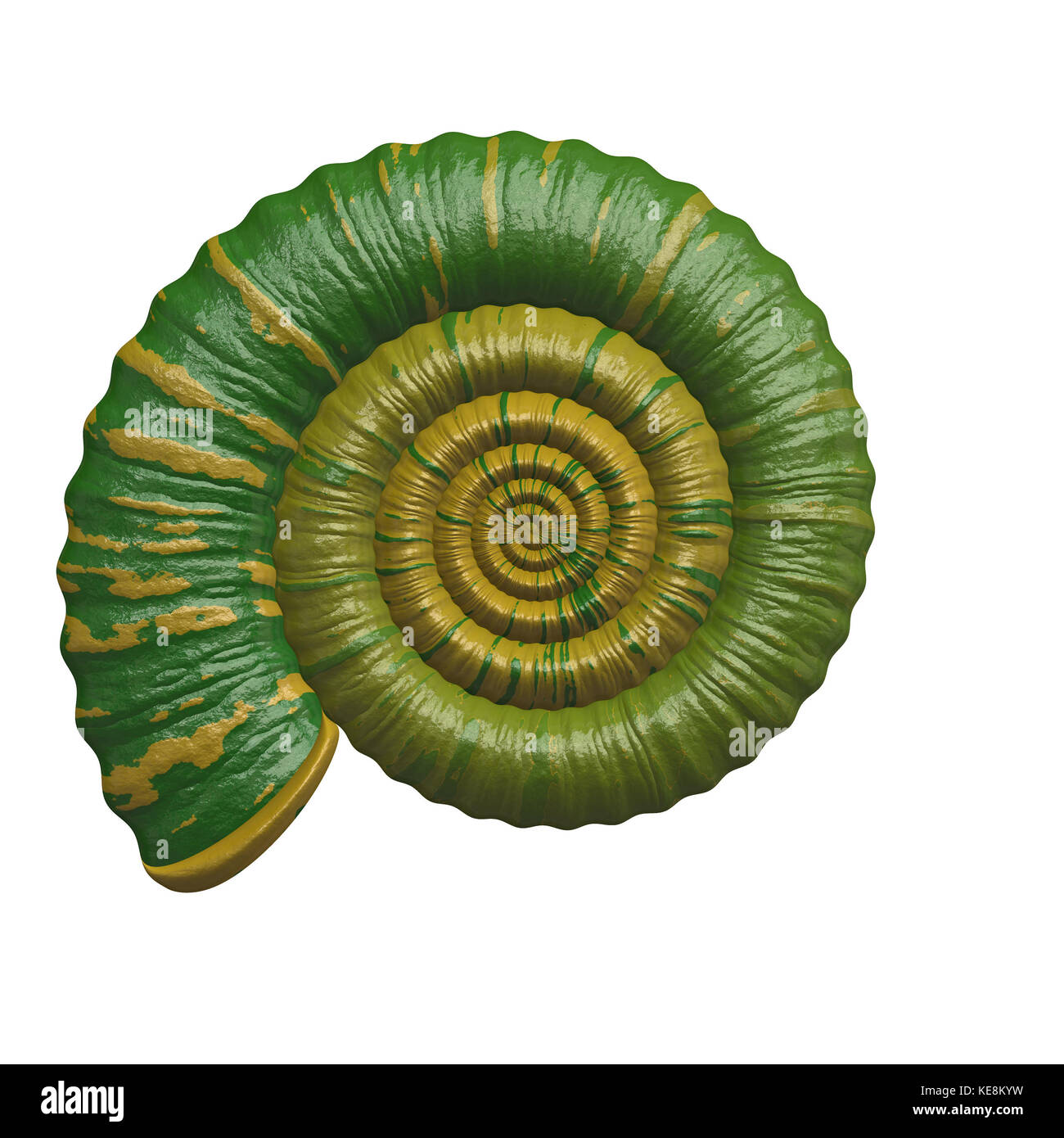 Isolated ancient conch shell on white Stock Photo - Alamy