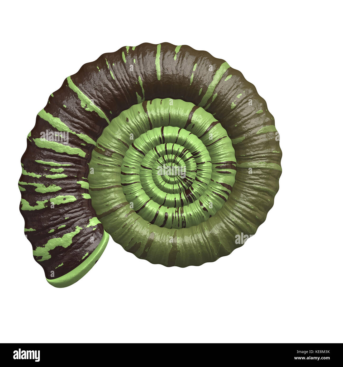 Ancient animal green fossil isolated on white Stock Photo - Alamy