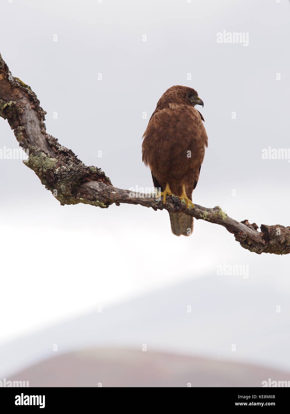Hawaiian hawk bird hi-res stock photography and images - Alamy