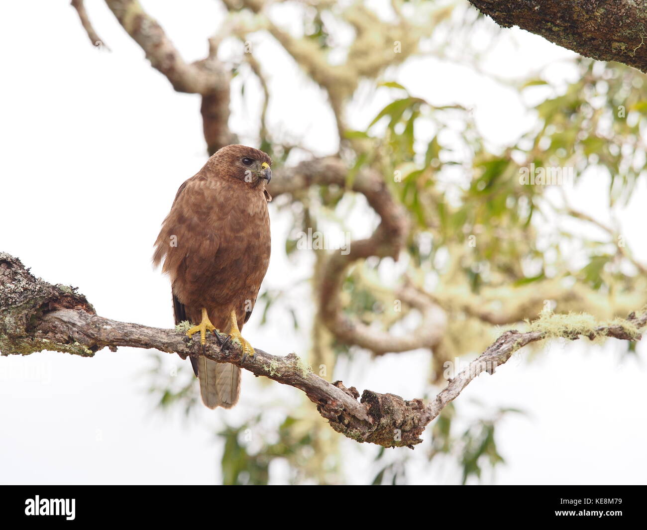 Hawaiian hawk hi-res stock photography and images - Alamy
