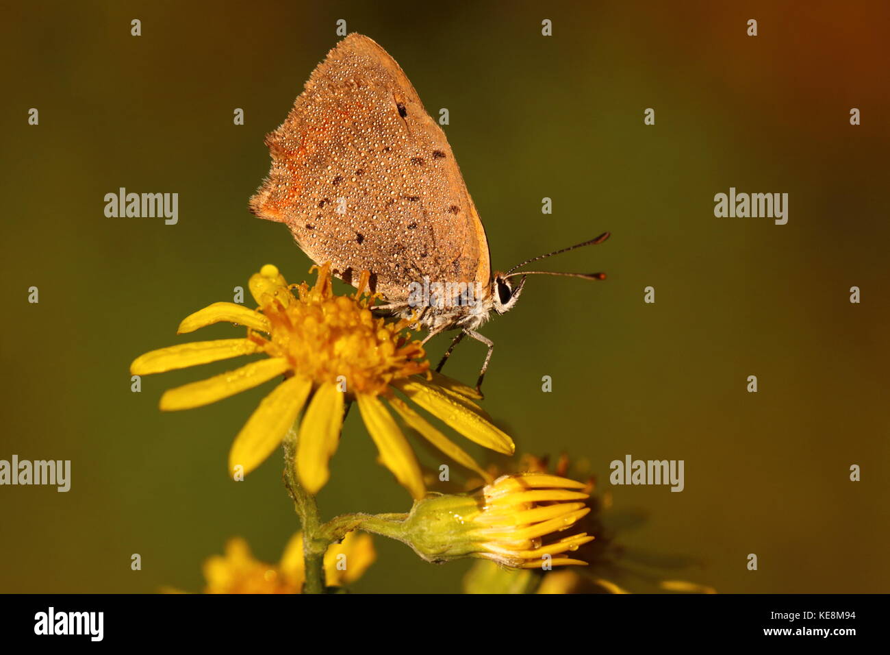 Small Copper butterfly Stock Photo - Alamy