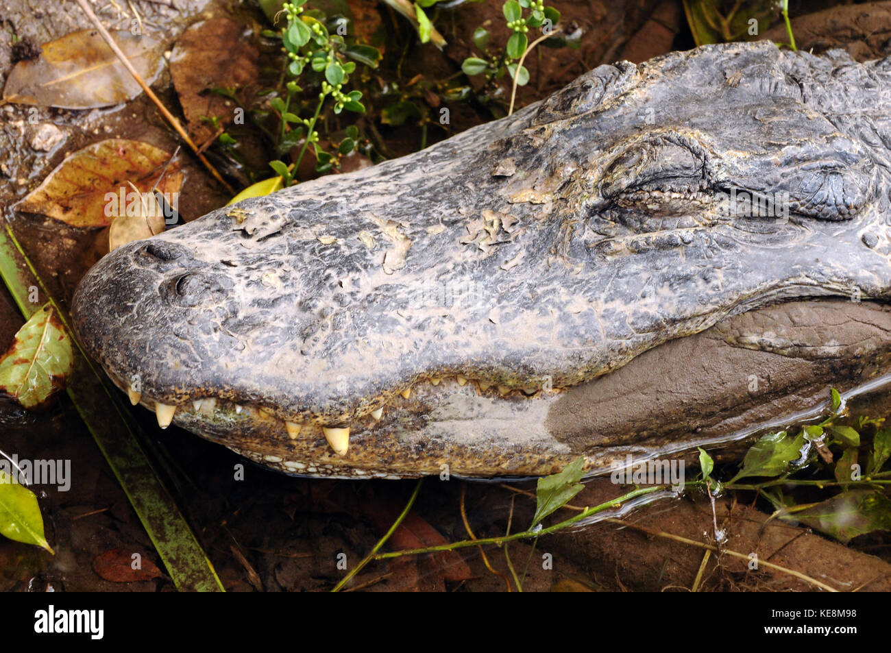 Wild alligator in the Florida Everglades swamp Stock Photo - Alamy