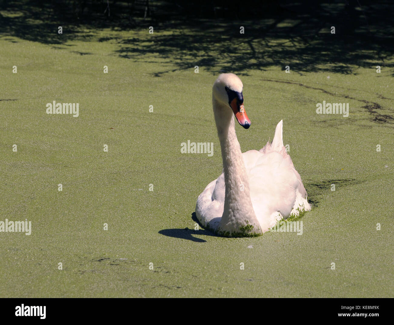 White swan swimming in a Florida swamp Stock Photo - Alamy