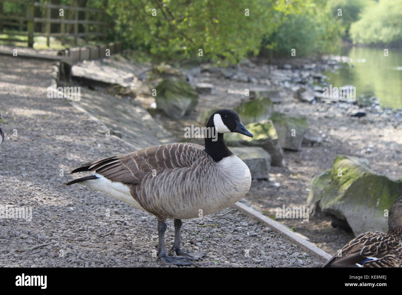 Largest british goose hi-res stock photography and images - Alamy
