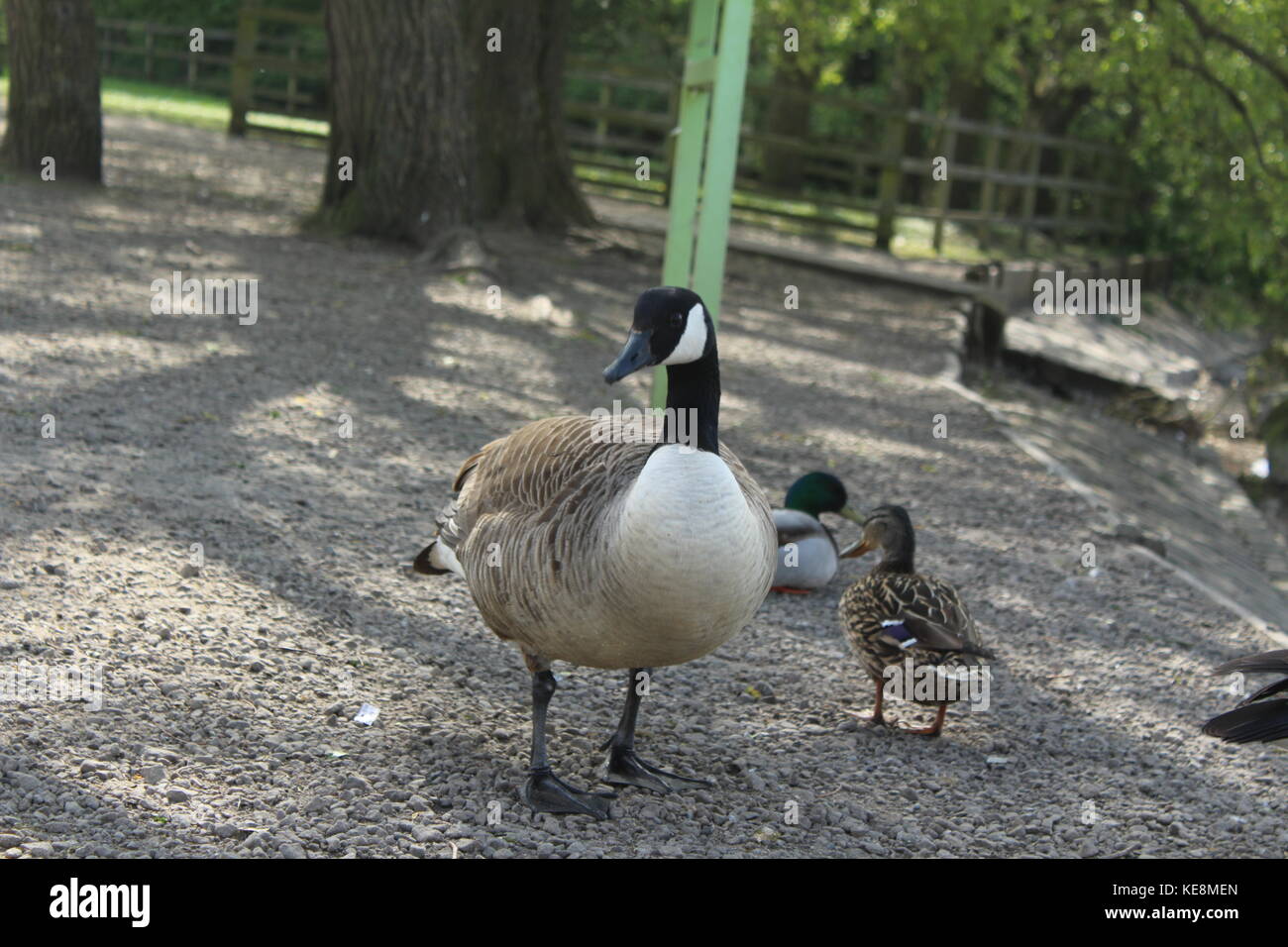 Canada Goose looking off into the distance with two ducklings in the ...