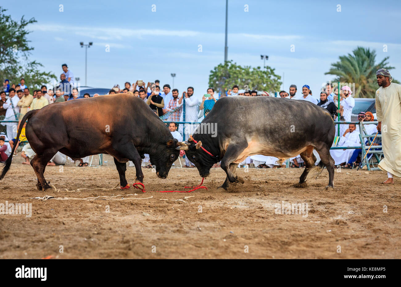 Fujairah bulls hi-res stock photography and images - Alamy