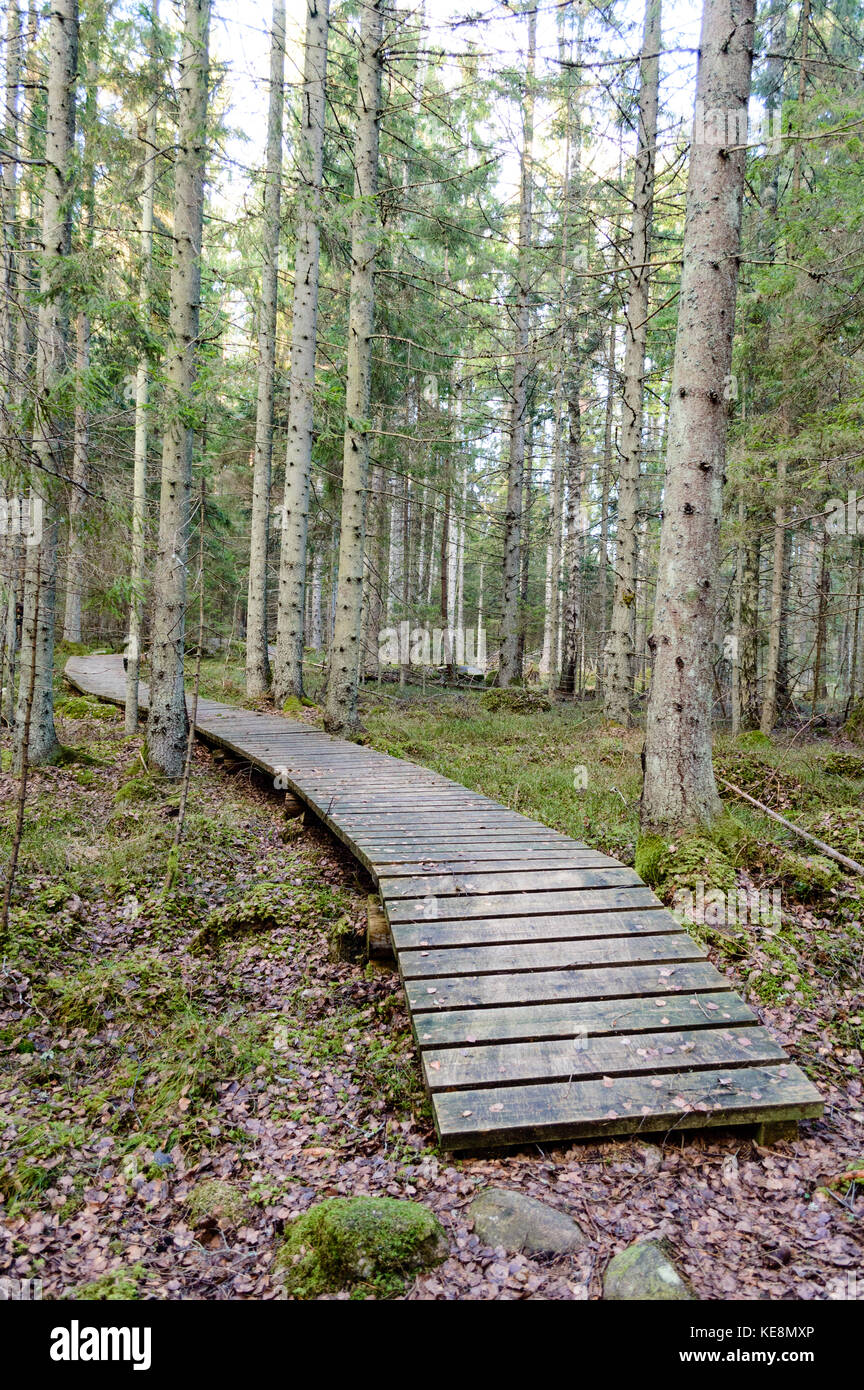 old wooden boardwalk covered with leaves in ancient forest with mossy ...