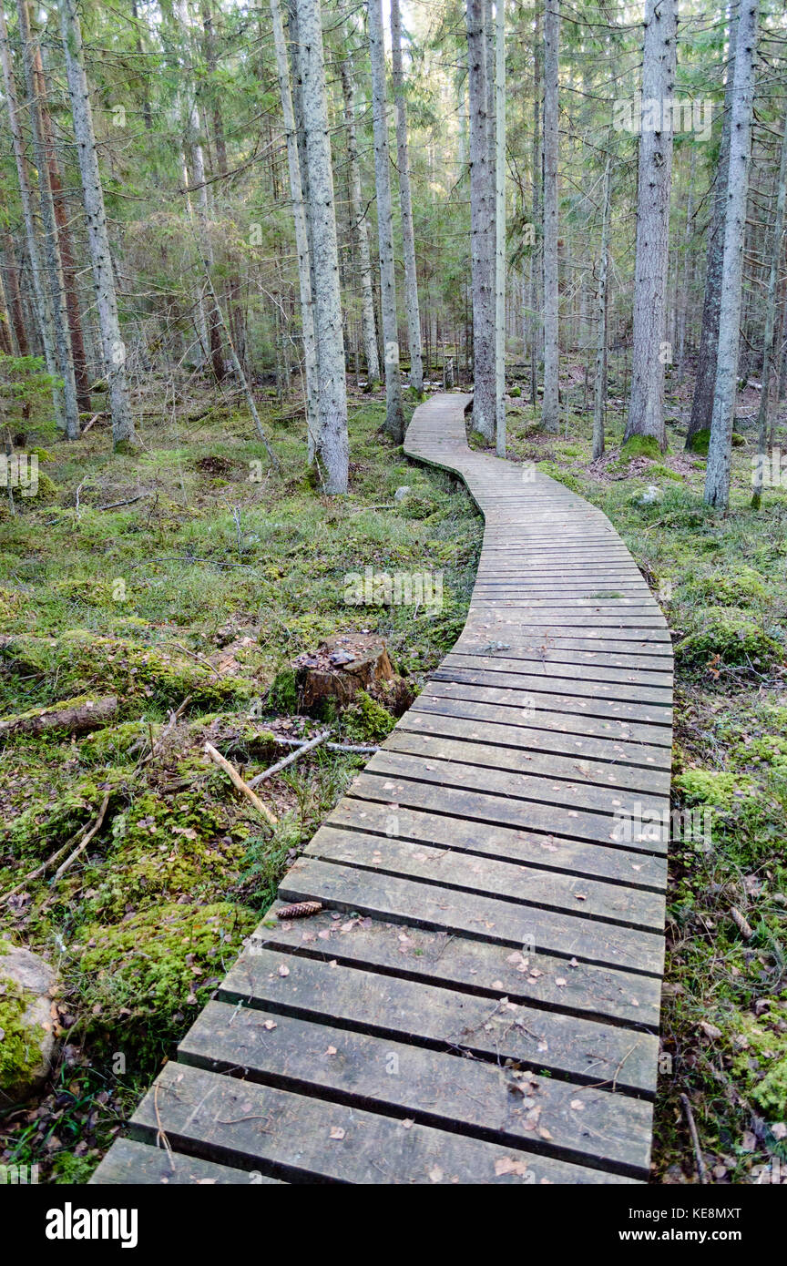 old wooden boardwalk covered with leaves in ancient forest with mossy ...