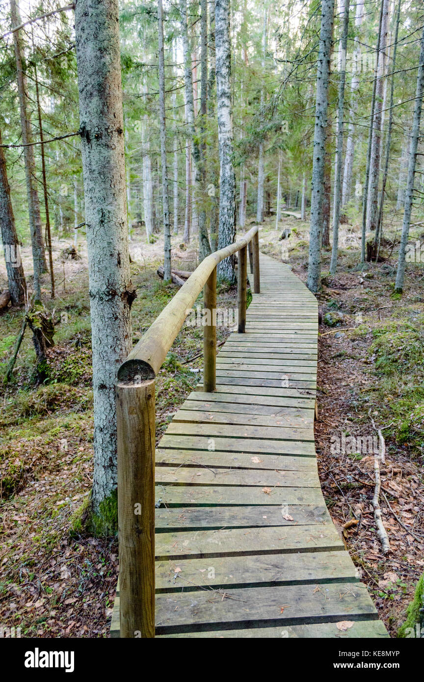 old wooden boardwalk covered with leaves in ancient forest with mossy ...