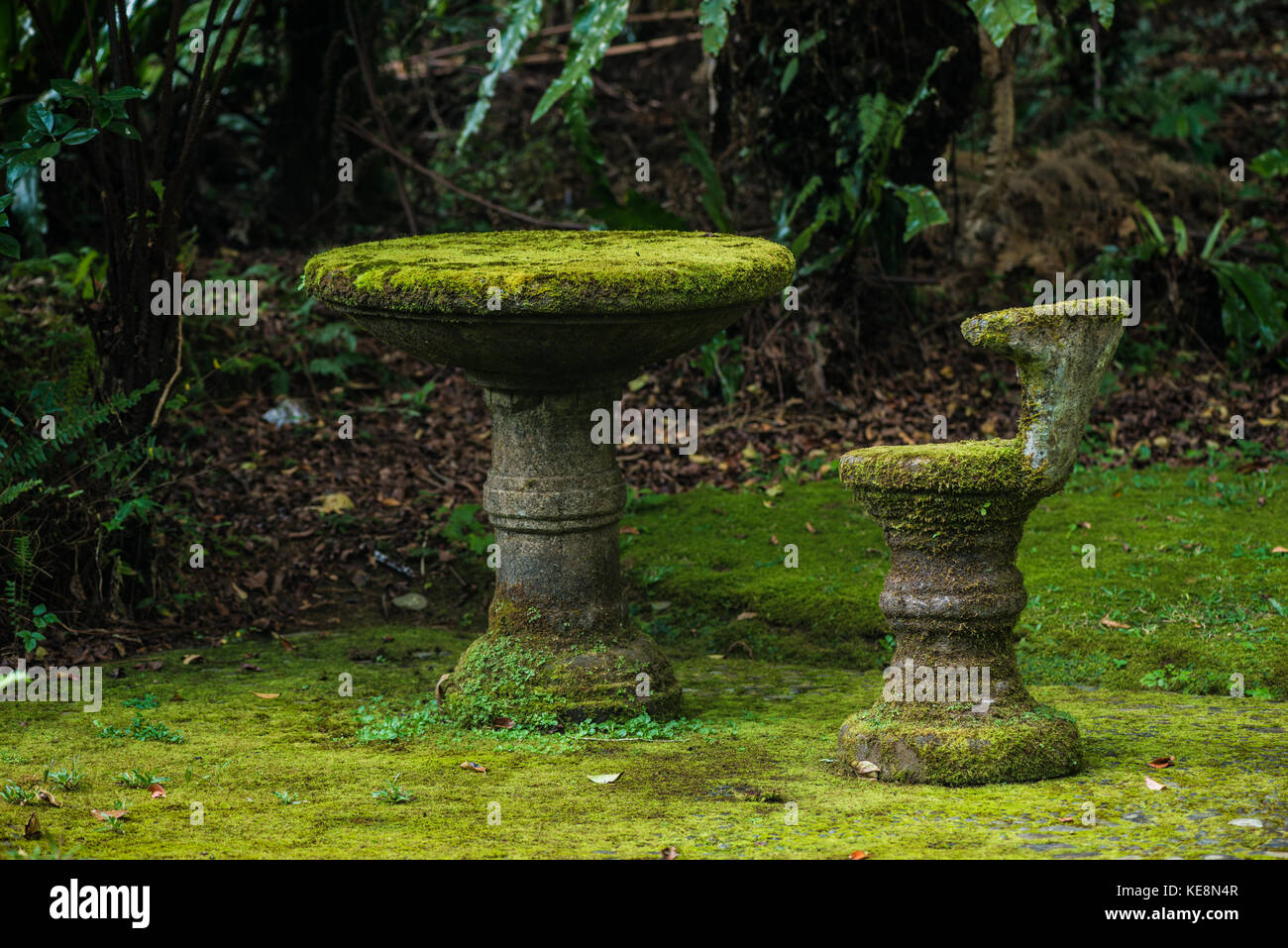 The table and chair are covered with natural moss. Natural moss on ...
