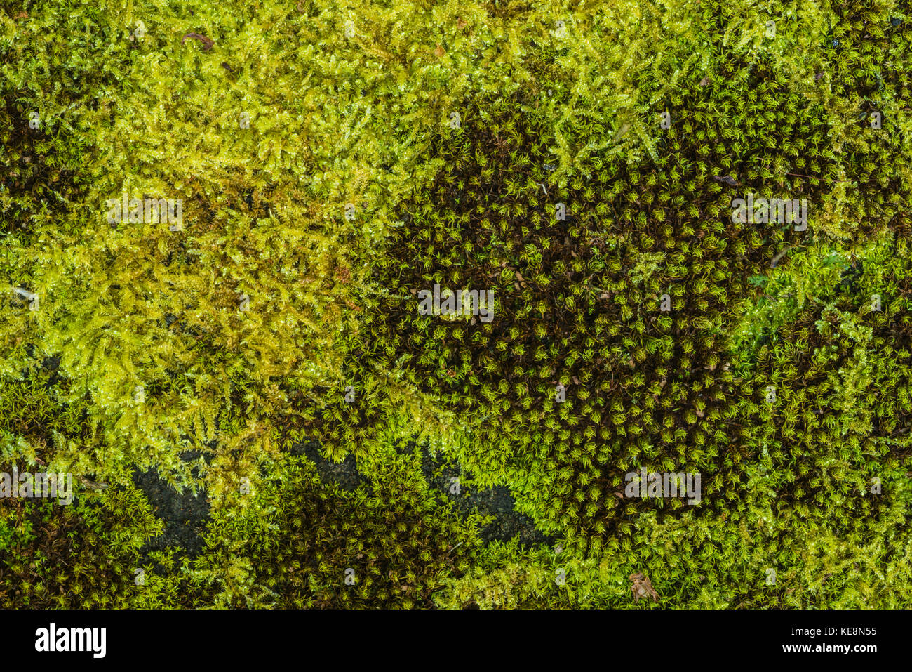green moss background texture beautiful in nature Stock Photo - Alamy