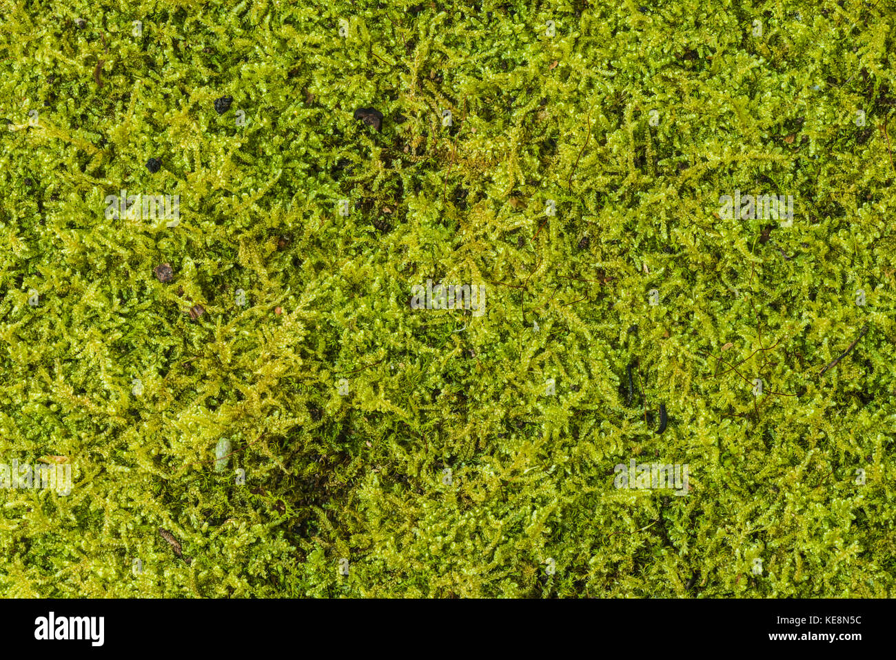 green moss background texture beautiful in nature Stock Photo - Alamy