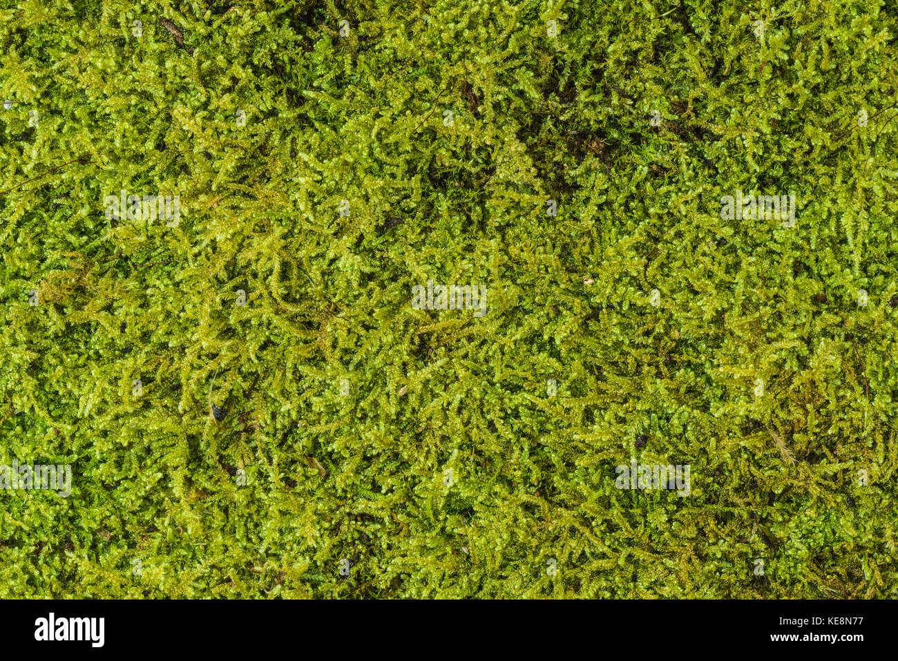 green moss background texture beautiful in nature Stock Photo - Alamy