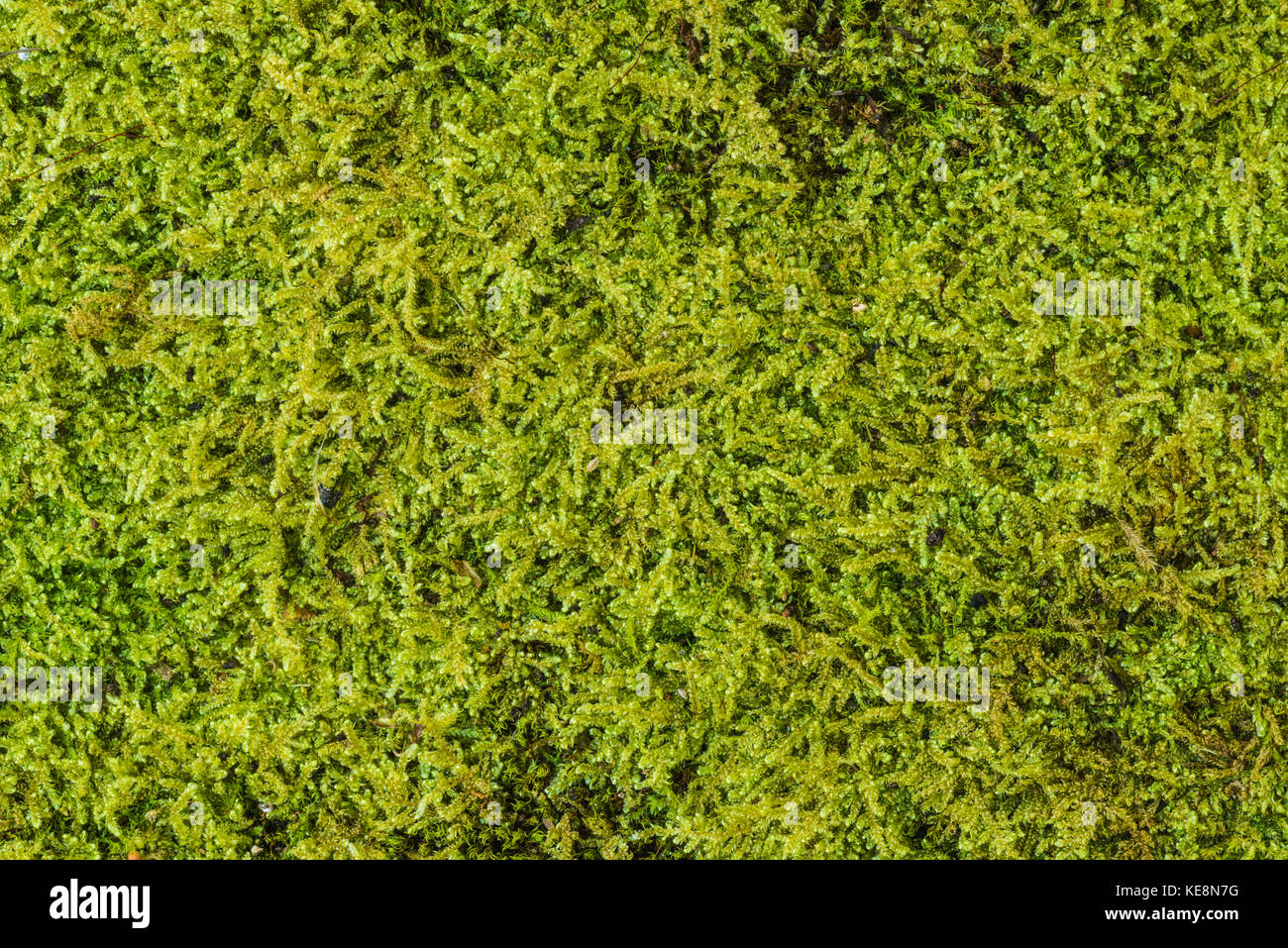 green moss background texture beautiful in nature Stock Photo - Alamy