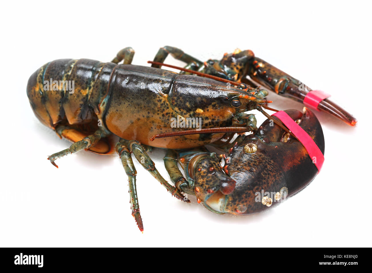Alive lobster hi-res stock photography and images - Alamy