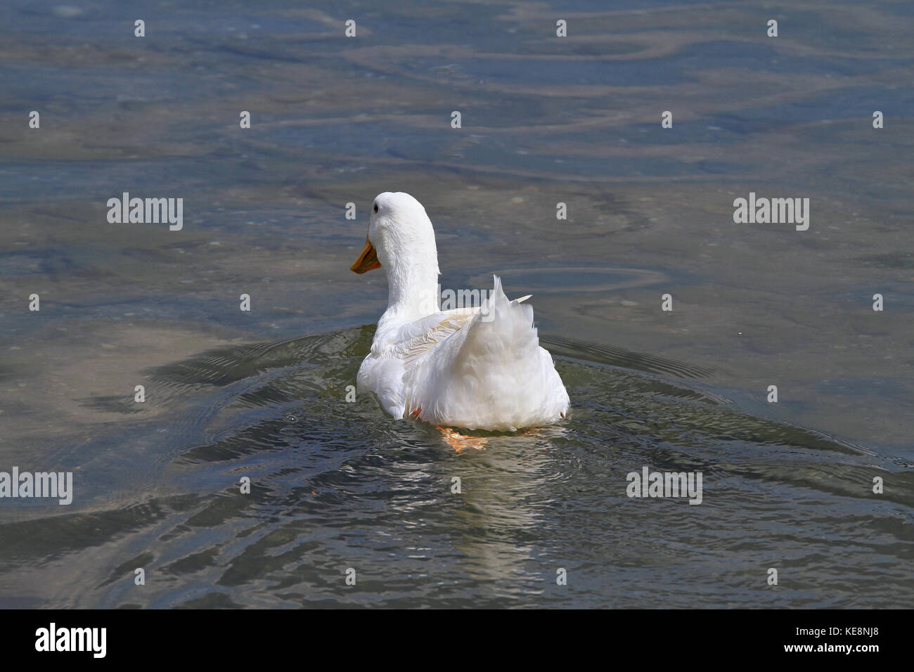 White duck from behind swimming in lake Stock Photo - Alamy