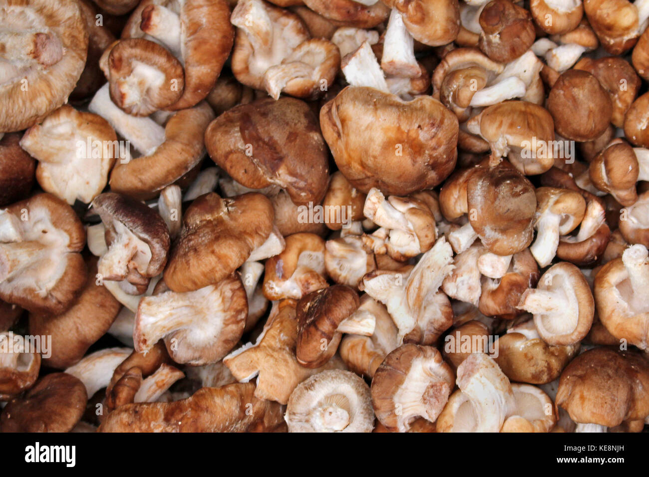 Big pile of shiitake mushrooms sold on market Stock Photo - Alamy