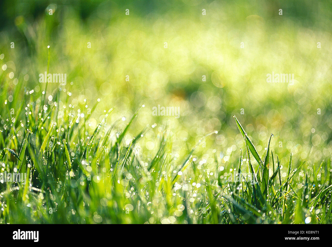 Close up nature view grass hi-res stock photography and images - Alamy