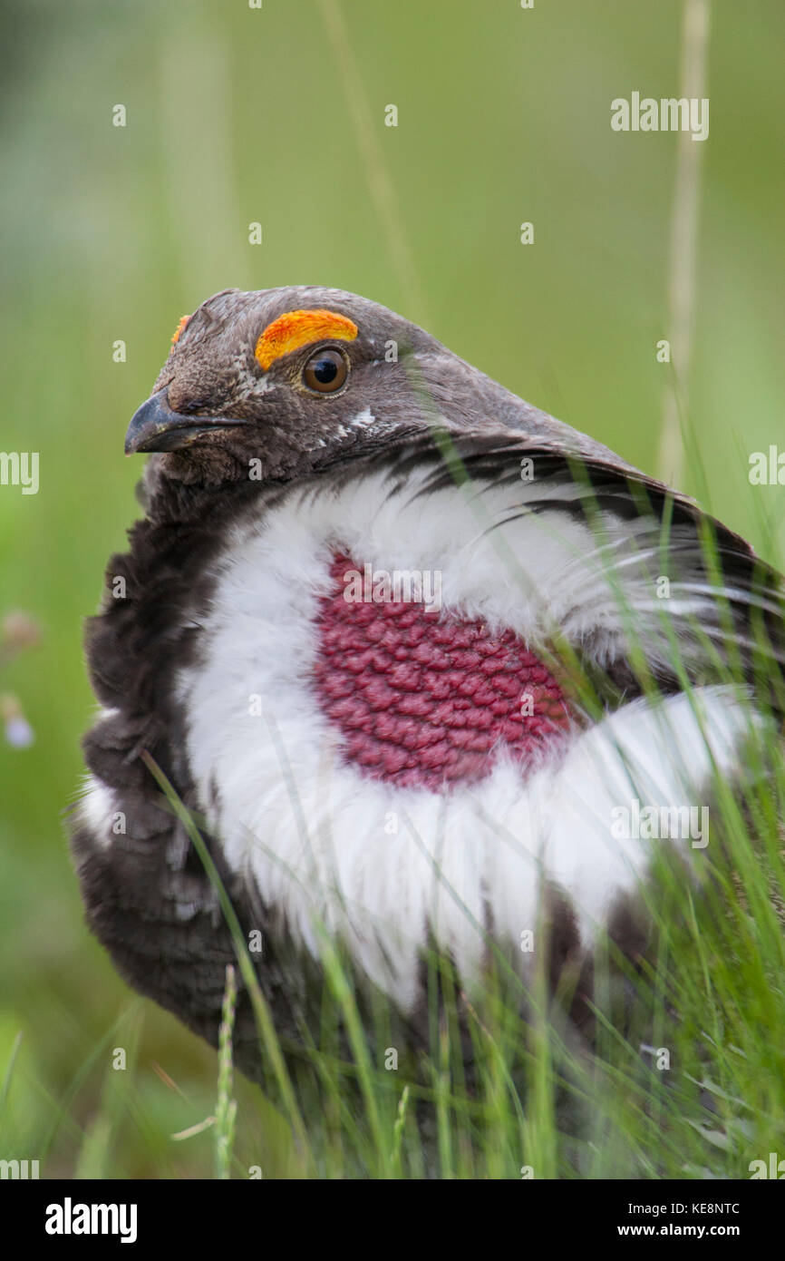 Dusky grouse during spring breeding season in Yellowstone National Park ...