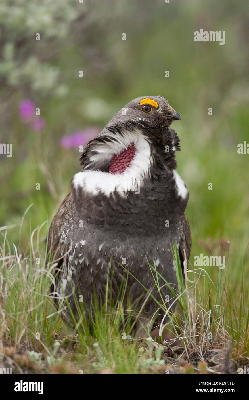 Blue grouse breeding display hi-res stock photography and images - Alamy