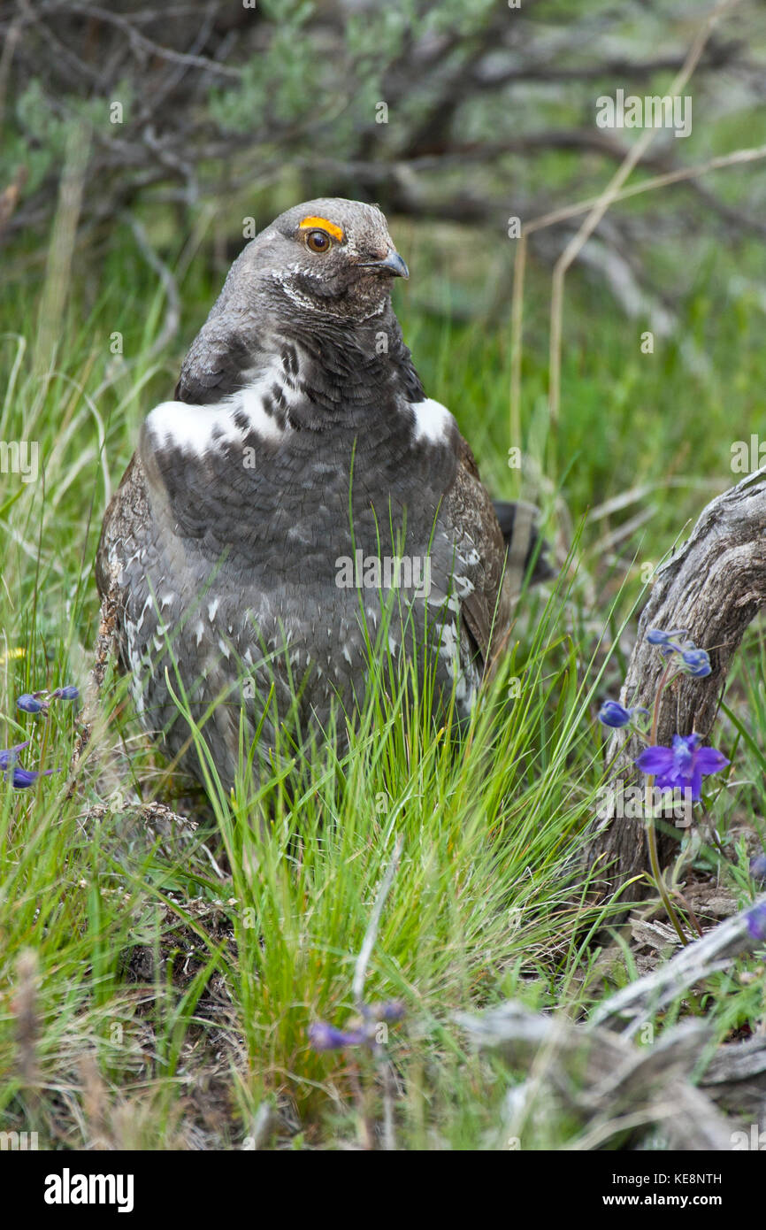 Blue Grouse Breeding Display High Resolution Stock Photography and ...