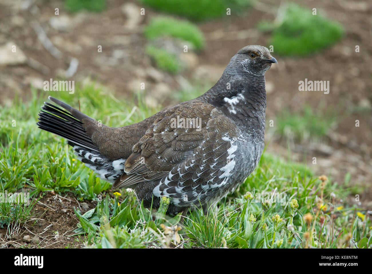 Blue or Dusky grouse during mating season in Yellowstone National Park ...