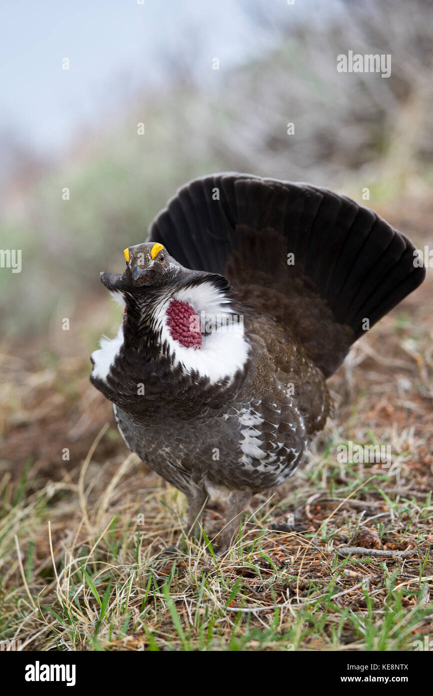 Blue or Dusky grouse during mating season in Yellowstone National Park ...