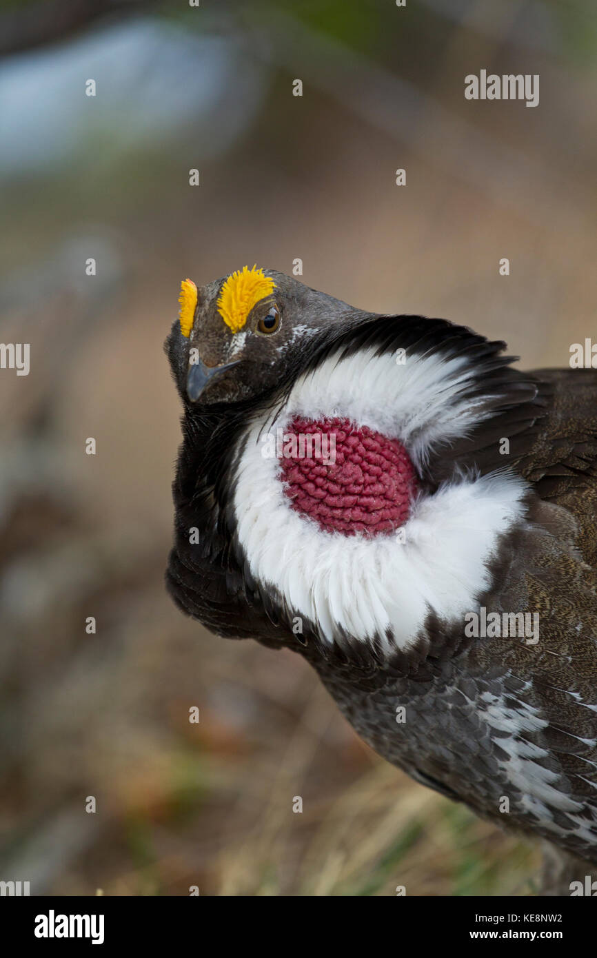 Blue or Dusky grouse during mating season in Yellowstone National Park ...