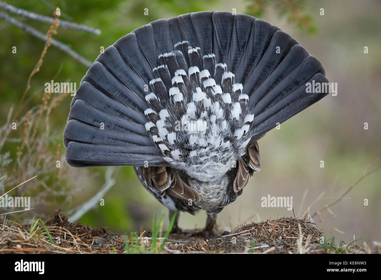 Blue or Dusky grouse during mating season in Yellowstone National Park ...