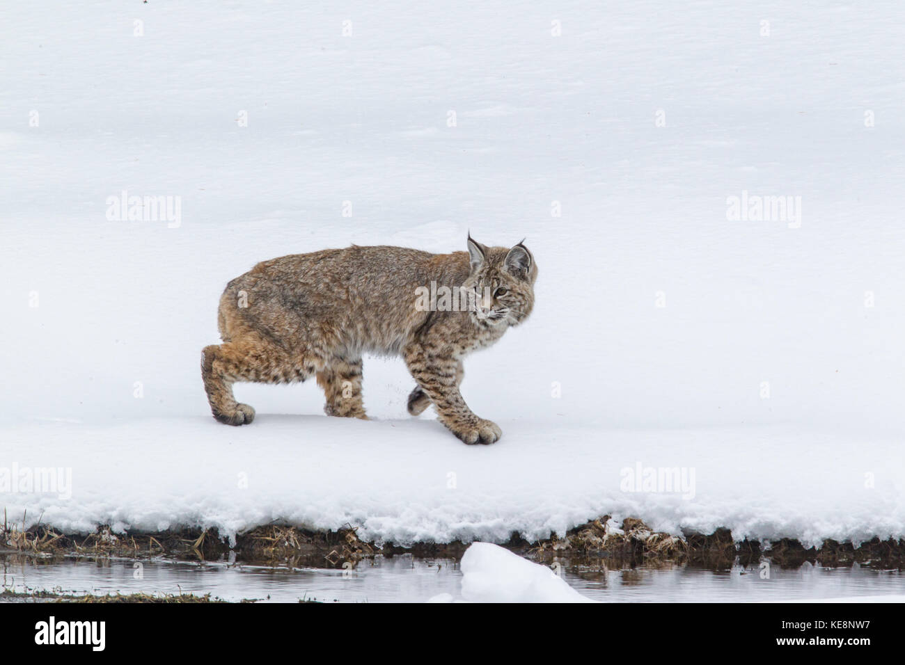 Bobcat during winter hunting waterfowl along the Madison River in ...
