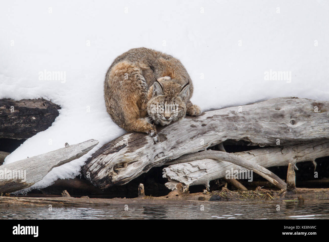 Bobcat during winter hunting waterfowl along the Madison River in ...