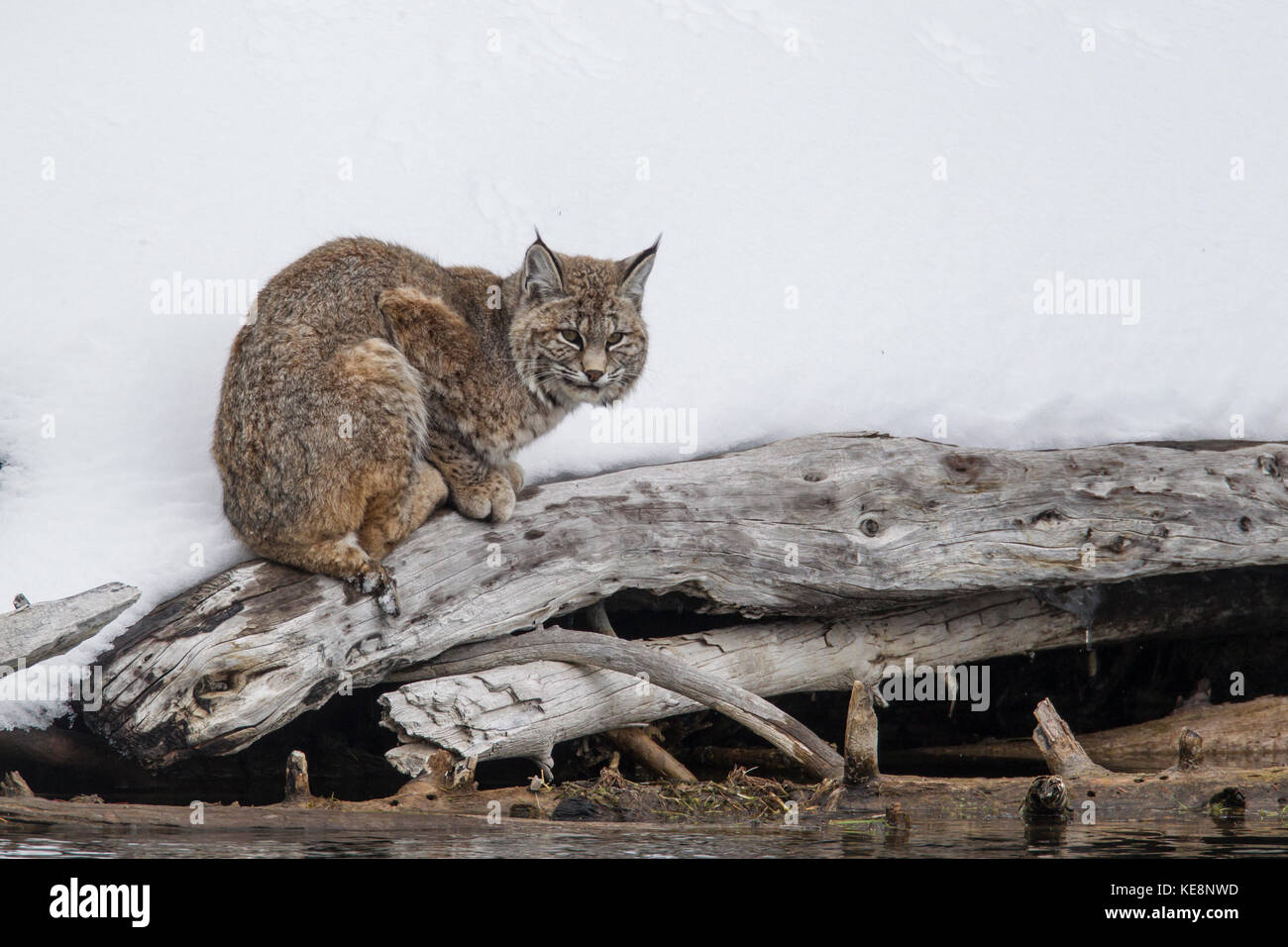 Bobcat during winter hunting waterfowl along the Madison River in ...