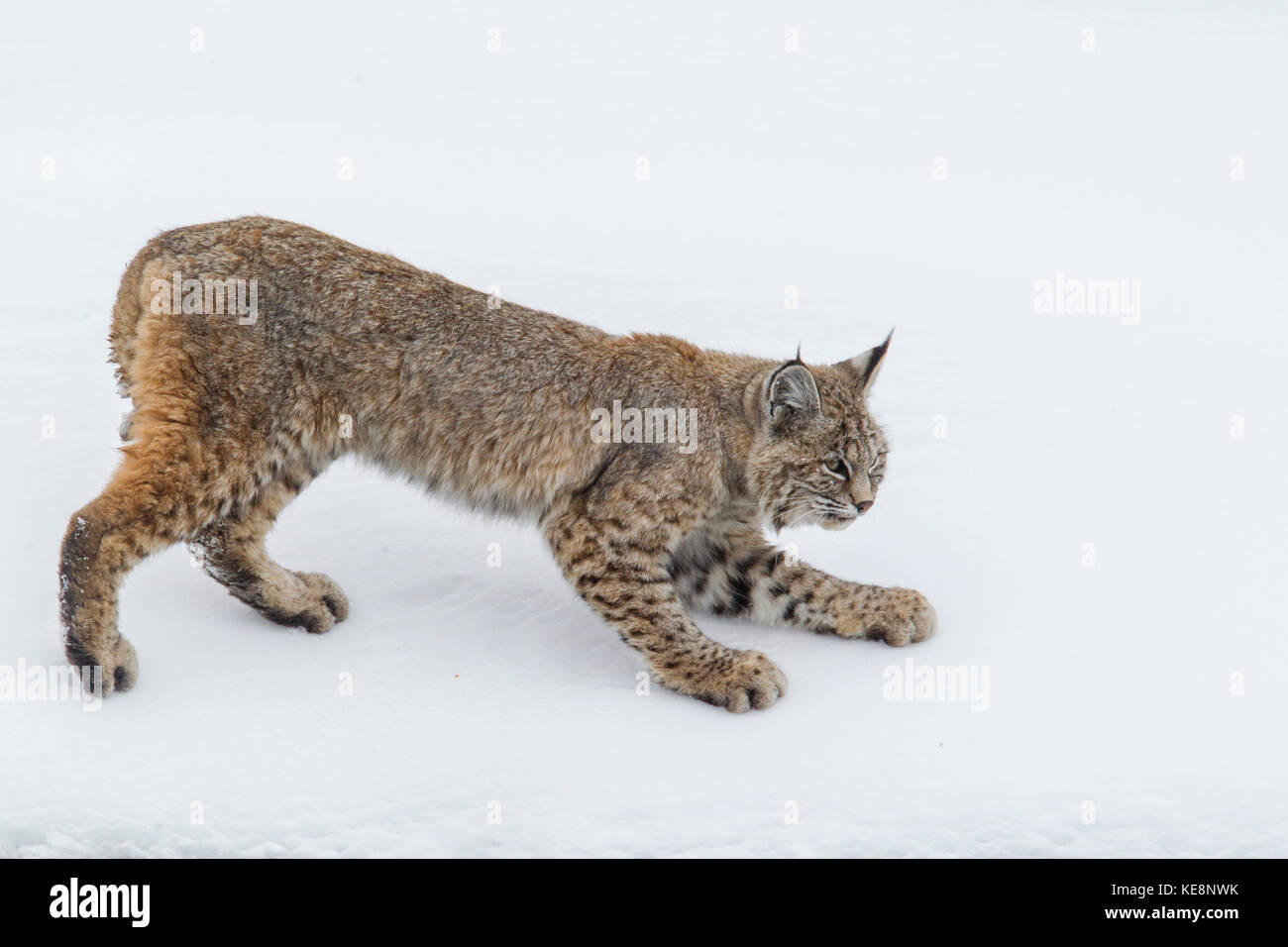Bobcat during winter hunting waterfowl along the Madison River in ...