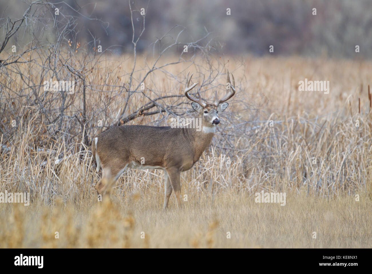 Whitetail buck during autumn rut in Colorado Stock Photo - Alamy