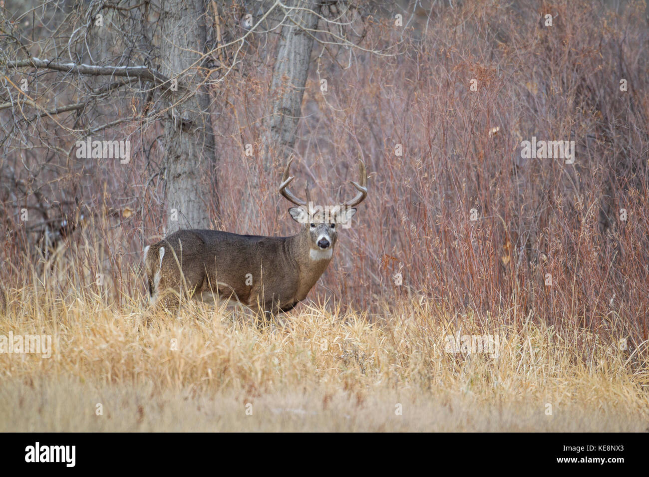 Whitetail buck during autumn rut in Colorado Stock Photo - Alamy