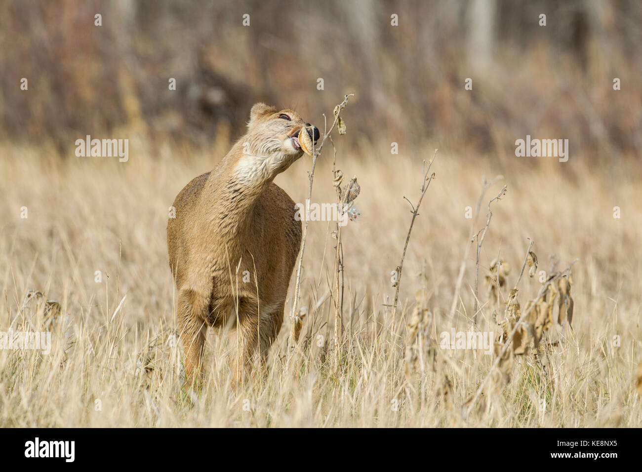 Whitetail deer feeding on milkweed during autumn Stock Photo - Alamy