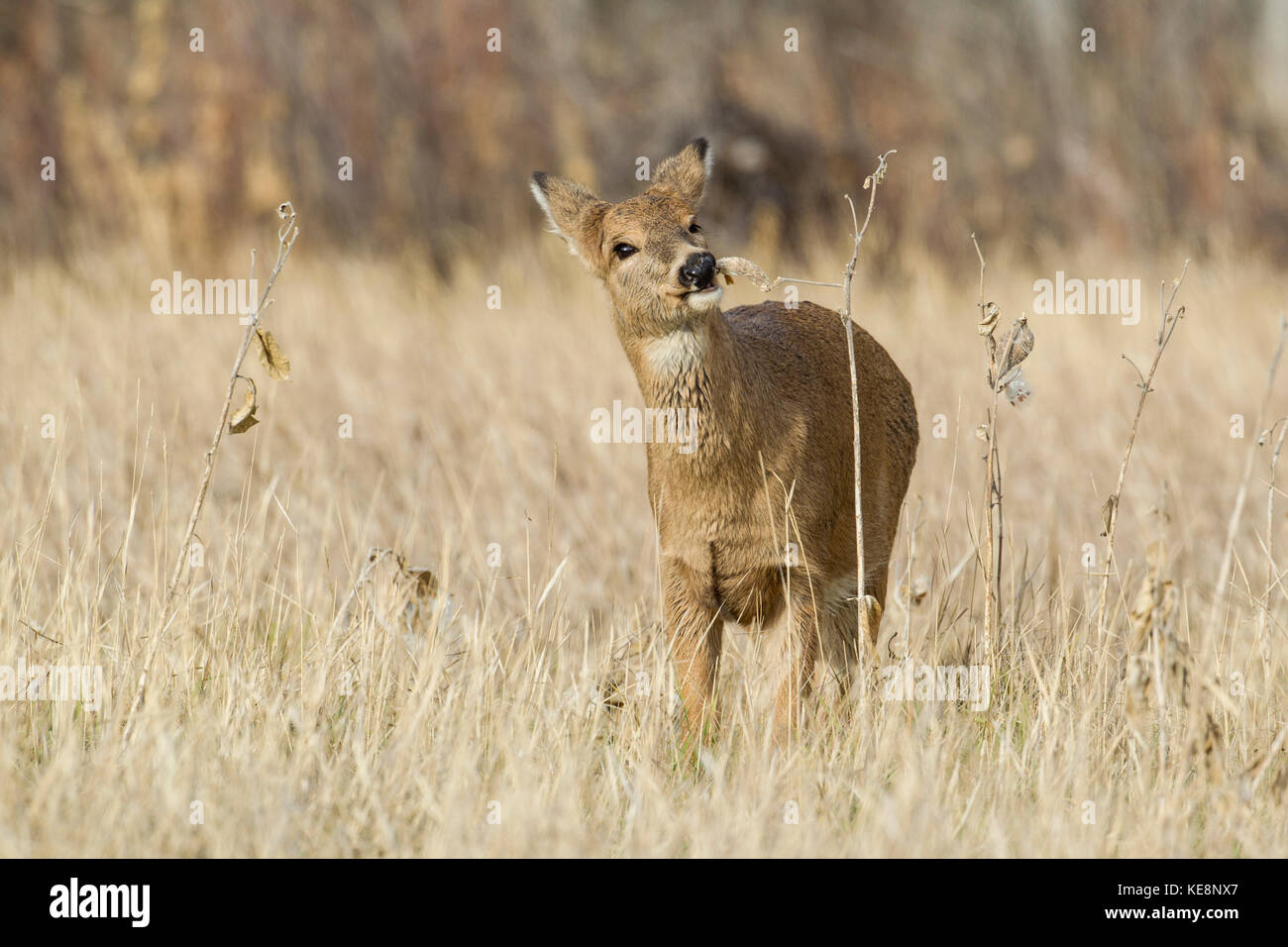 Whitetail deer feeding on milkweed during autumn Stock Photo - Alamy
