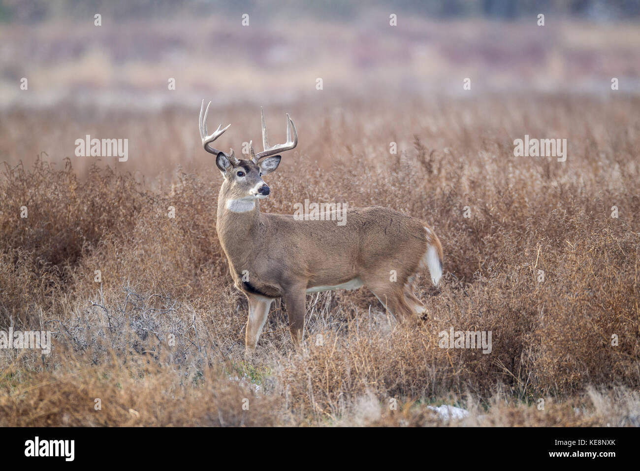 Colorado whitetail buck during autumn rut Stock Photo - Alamy