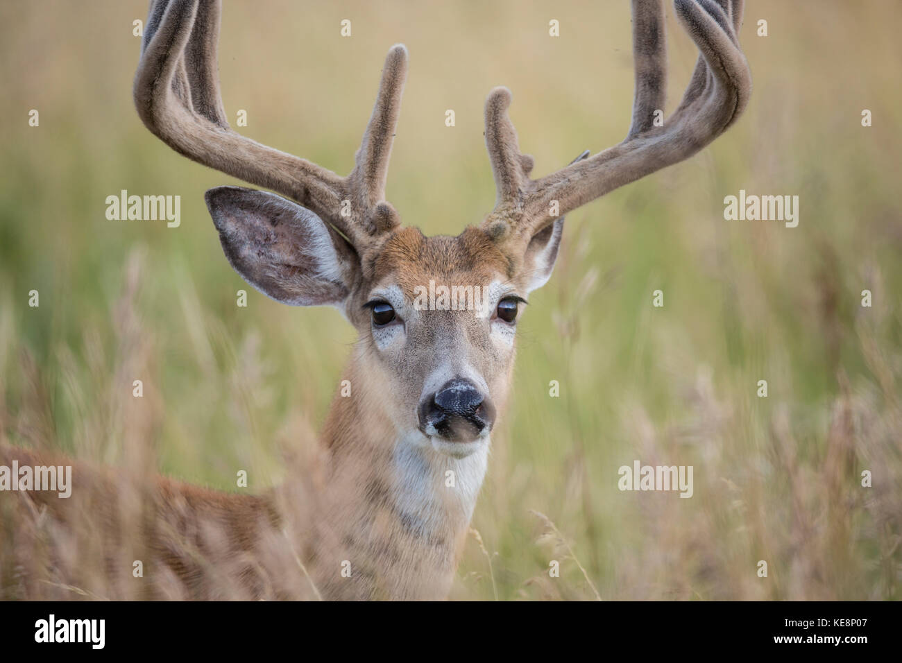 Wyoming whitetail buck during summer Stock Photo - Alamy