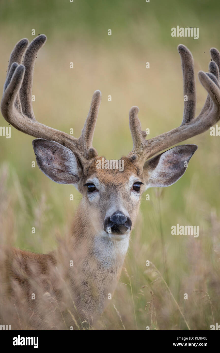 Wyoming whitetail buck during summer Stock Photo - Alamy