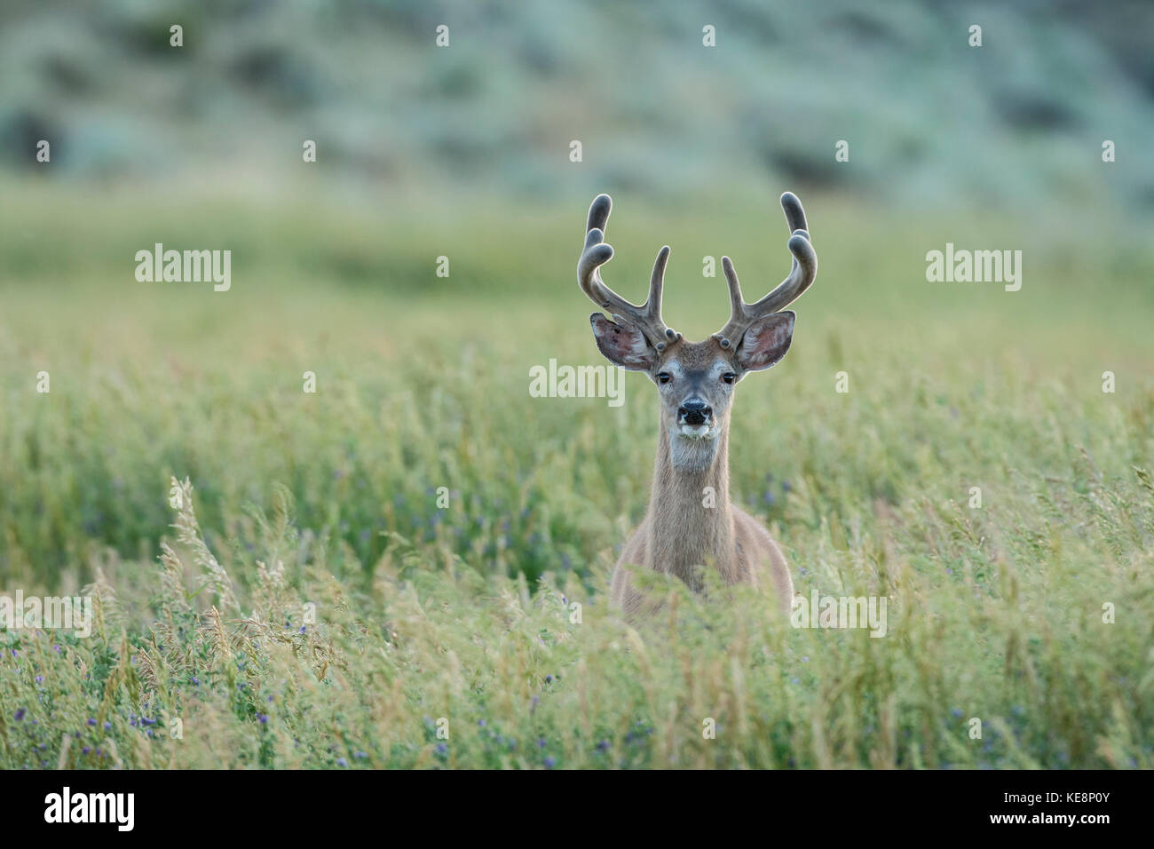 Whitetail buck with antlers in velvet during summer Stock Photo - Alamy