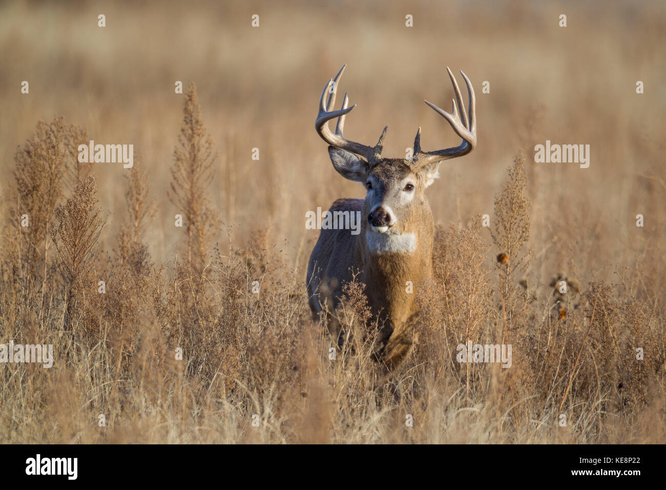 Whitetail buck during the autumn rut in Colorado Stock Photo - Alamy