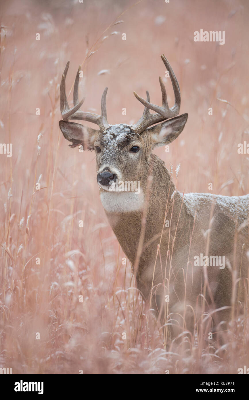 Whitetail buck during the autumn rut in Colorado Stock Photo - Alamy