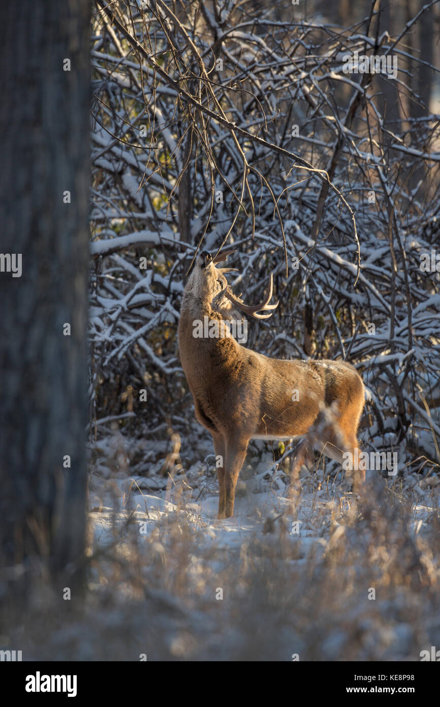 Whitetail buck rut hi-res stock photography and images - Alamy