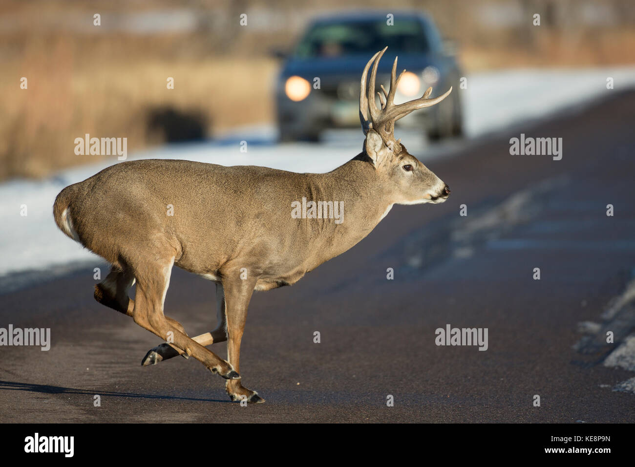 Eastern whitetail deer hi-res stock photography and images - Alamy