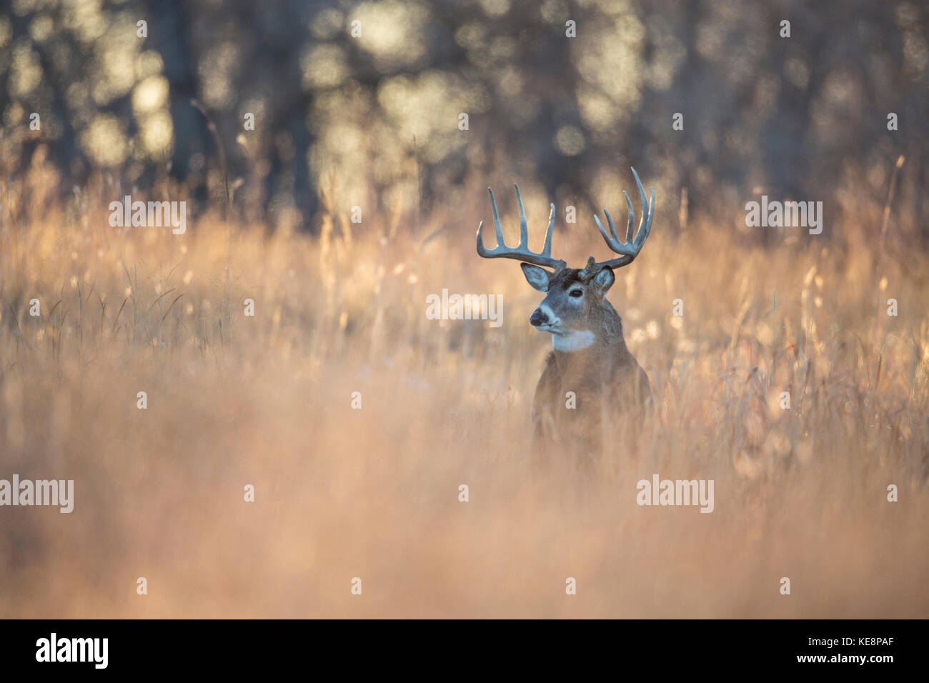 Whitetail buck during the autumn rut in Colorado Stock Photo - Alamy