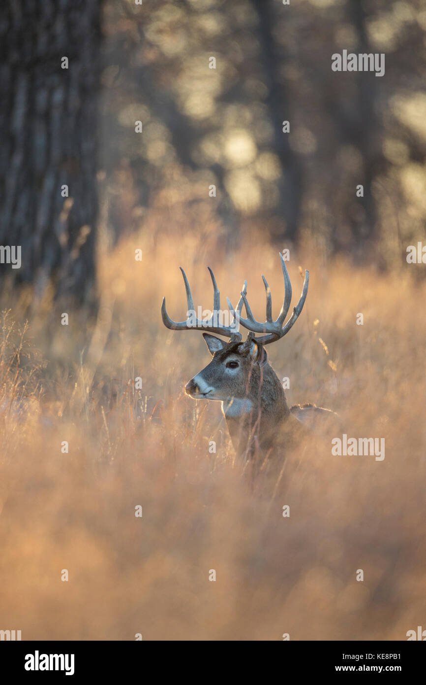Whitetail buck during the autumn rut in Colorado Stock Photo - Alamy