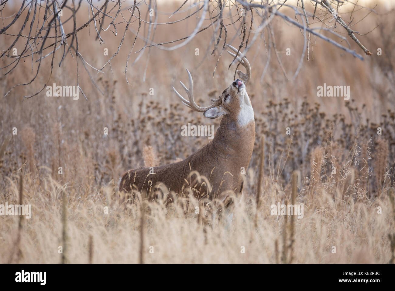Whitetail buck scrape hi-res stock photography and images - Alamy