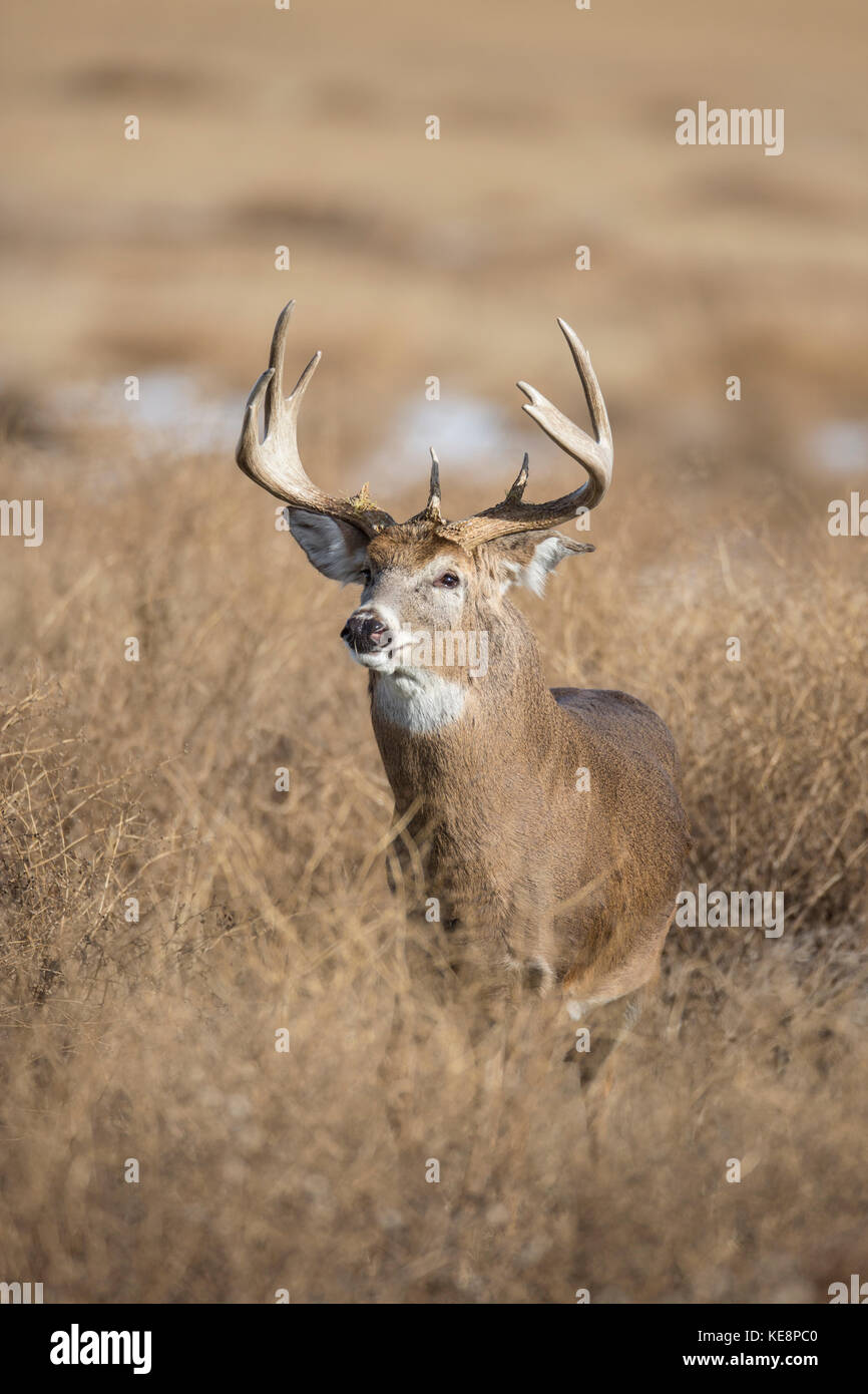 Whitetail buck during the autumn rut in Colorado Stock Photo - Alamy